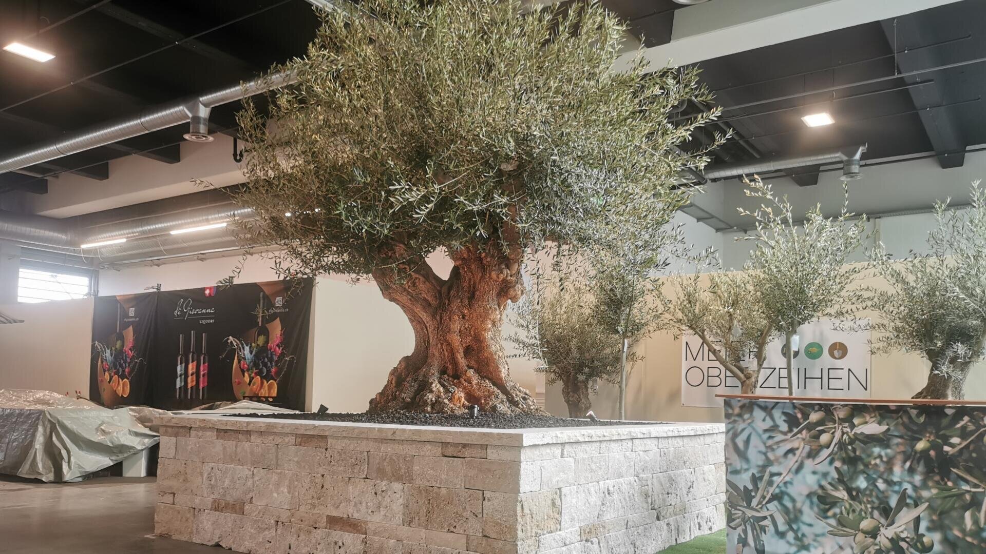 Olivenbaum - ein Zeichen für Frieden und Freundschaft