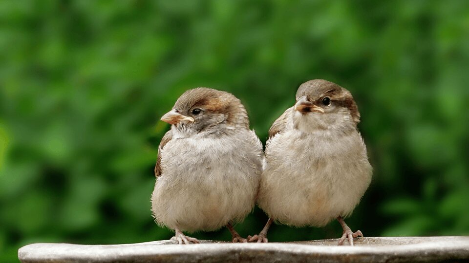 Braucht es Tierhabitate im Garten? Aber wie! Und wie nicht.